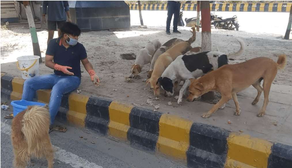 Save a Stray Feeding 3000 Strays on a Daily Basis – Incubees